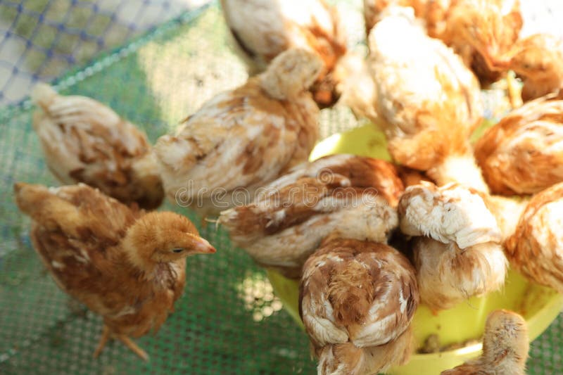 Cute Small Chick stock image. Image of meat, livestock - 335634721