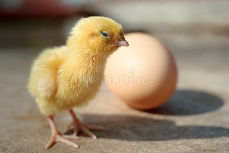 Cute Small Chick Near the Egg Stock Image - Image of beak, fluffy ...