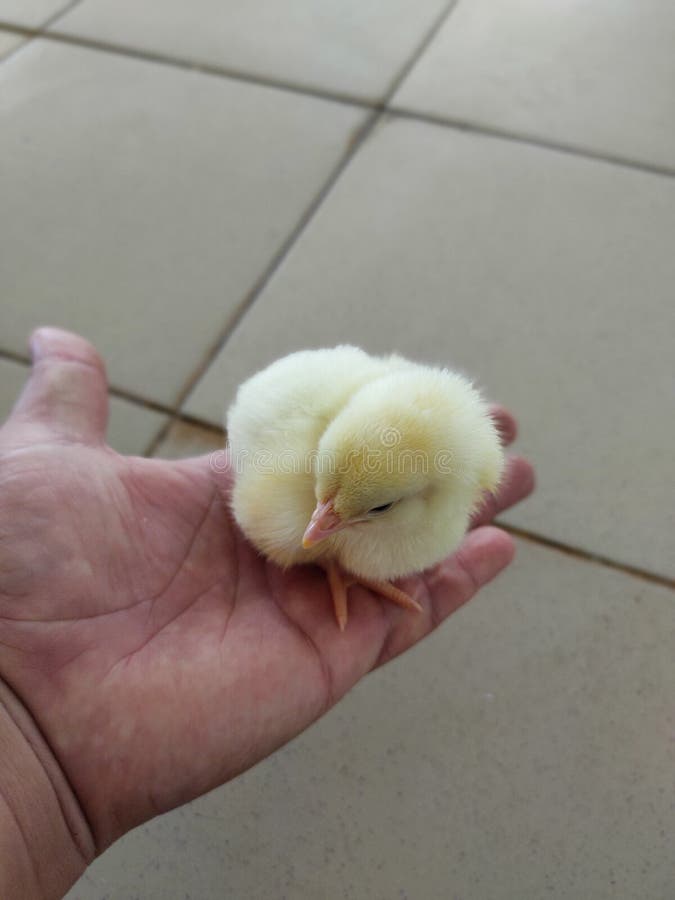 Cute chiken stock image. Image of macro, feather, country - 5635991