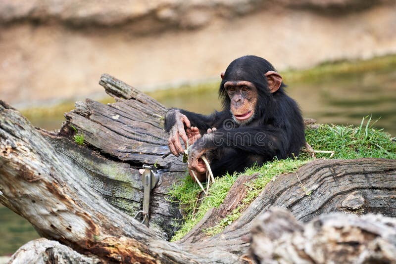 Cute Small Chimpanzee Resting on a Log in a Zoo in Valencia, Spain ...