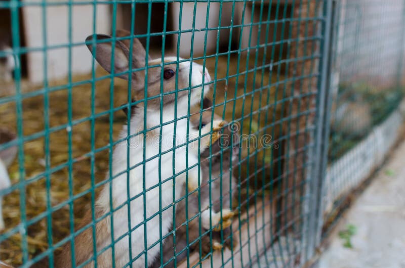 Rabbit Cells Stock Photos - Free & Royalty-Free Stock Photos from ...