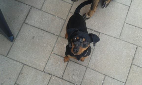 A Cute, Small, Cool and Fast Dog Stock Image - Image of small, cute ...