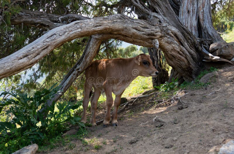 Cute Small Cow Under Tree in Mountains Stock Photo - Image of beautiful ...