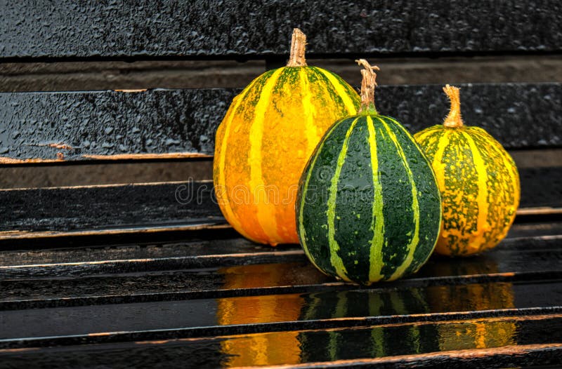 Cute Small Decorative Pumpkins on Black Background Stock Photo - Image ...