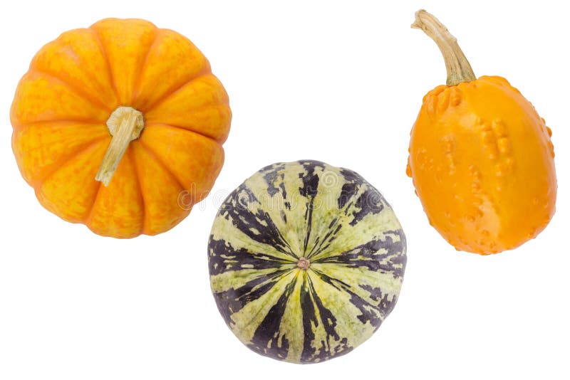 Cute Small Decorative Pumpkins Isolated on White Background Stock Image ...