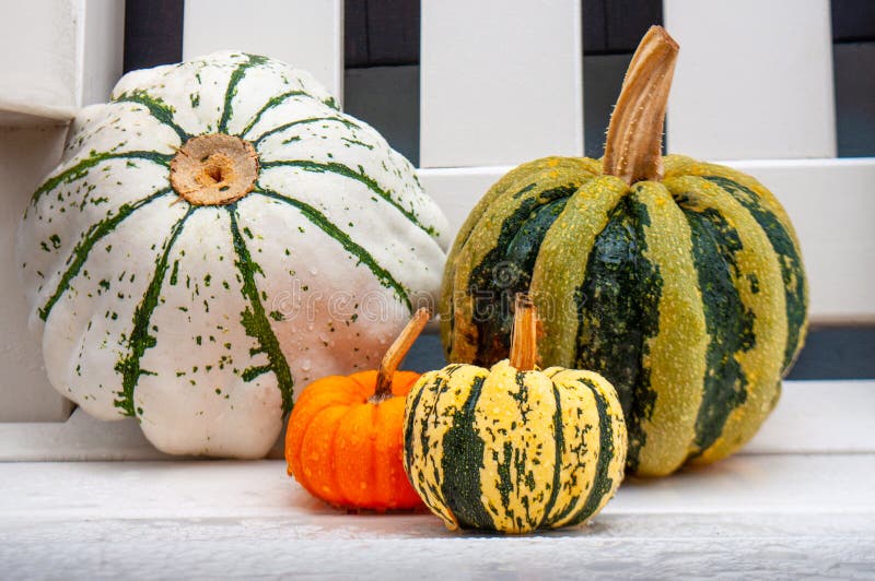 Cute Small Decorative Pumpkins on White Backgroundrain Stock Image ...
