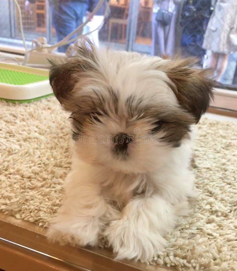 Cute small dog stock photo. Image of animals, baby, shop - 147023474