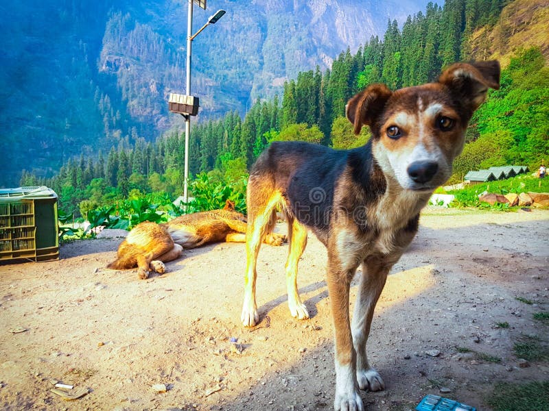 Cute small Dog stock image. Image of cute, small, looking - 121012727