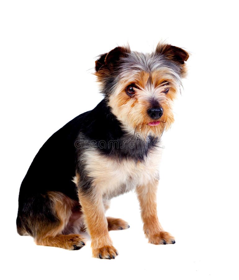 Cute Small Dog with Cutted Hair Stock Image - Image of charm, front ...