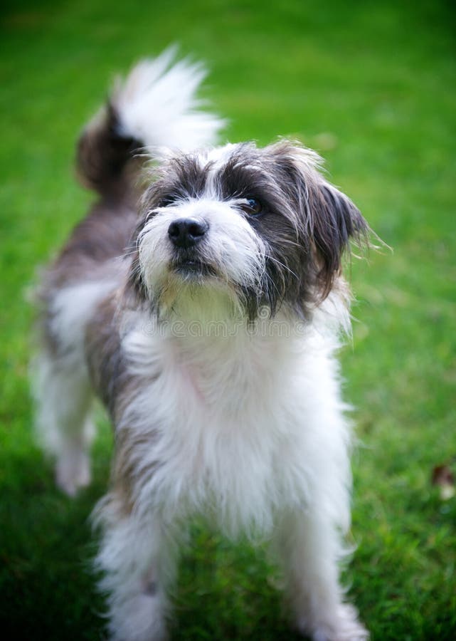 Cute small dog in garden stock image. Image of puppy - 22960379