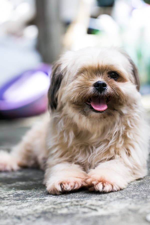 Cute Small Dog stock photo. Image of cute, puggle, animal - 103810968