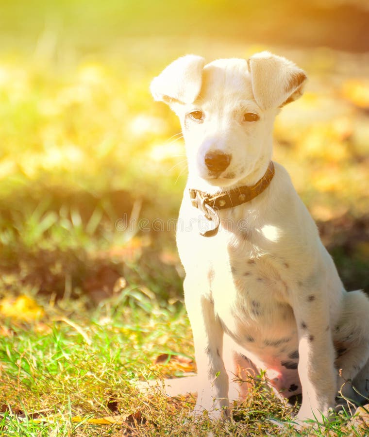 Cute small dog portrait stock image. Image of breed - 147129877