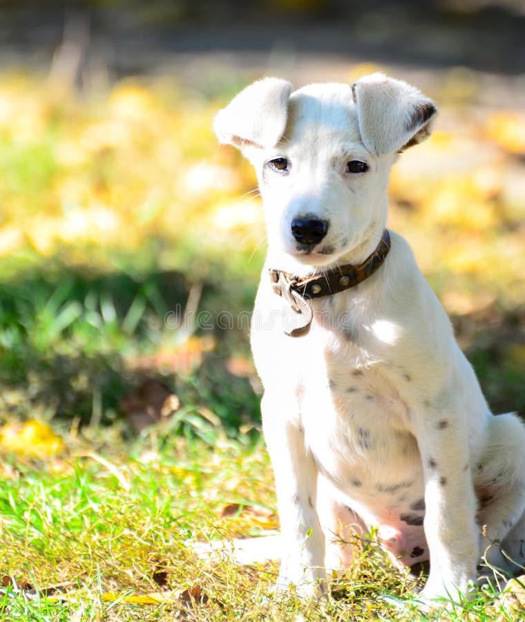 Cute small dog portrait stock image. Image of guard - 151713727