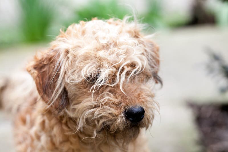 Cute small dog stock image. Image of obedience, isolated - 69398639