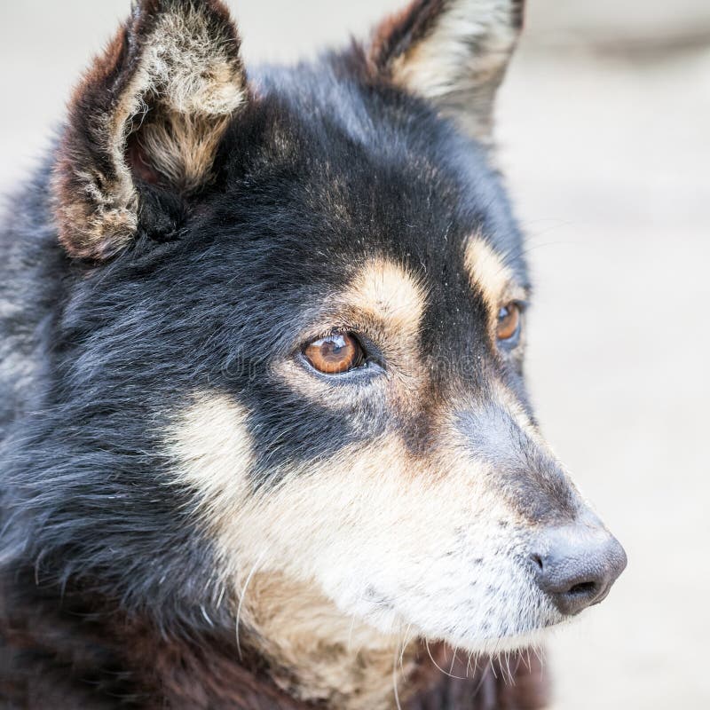 Cute small dog stock photo. Image of adorable, vertebrate - 69398662
