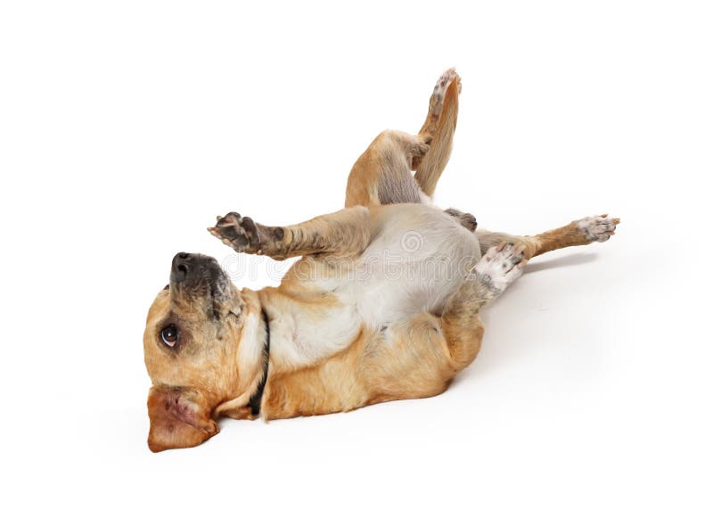 109 Dog Rolling Over Stock Photos - Free & Royalty-Free Stock Photos ...