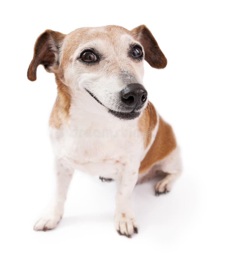 106 Skeptical Dog Stock Photos - Free & Royalty-Free Stock Photos from ...
