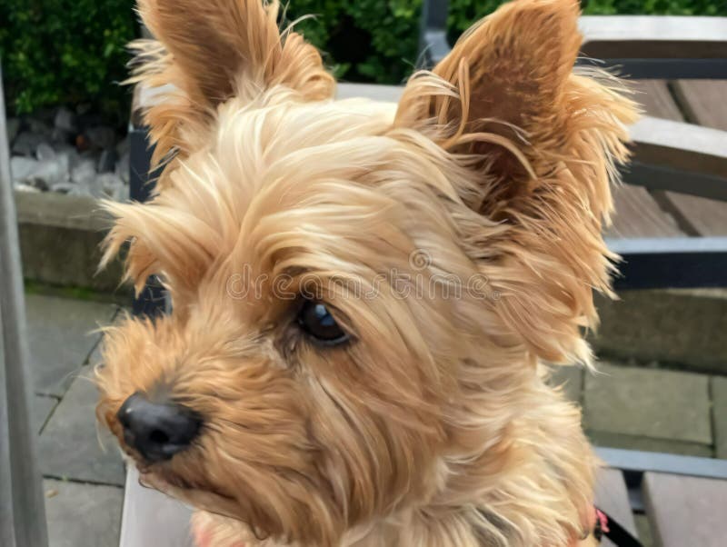 A cute small dog close-up stock image. Image of canine - 357439171