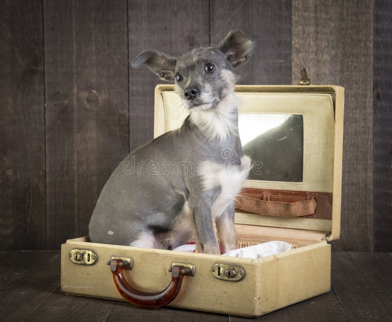 Cute small dog in suitcase stock photo. Image of animal - 31390210