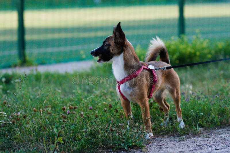 Cute Small Dog Walking in the Park Stock Photo - Image of canine ... Cute Small Dog Walking in the Park Stock Photo - Image of canine ...