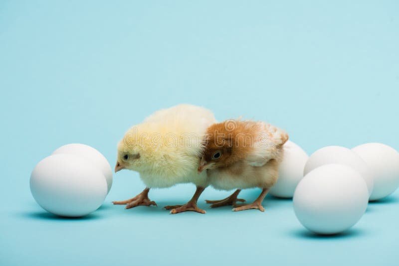 Cute Small Fluffy Chicks on Blue Stock Image - Image of chick, blue ...