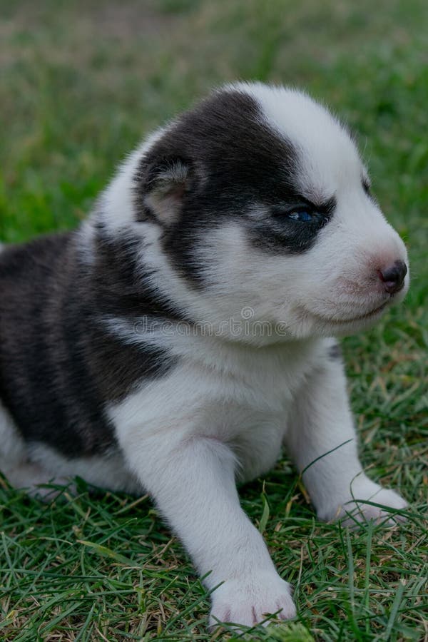 294 Small Fluffy Siberian Husky Puppies Stock Photos - Free & Royalty ...