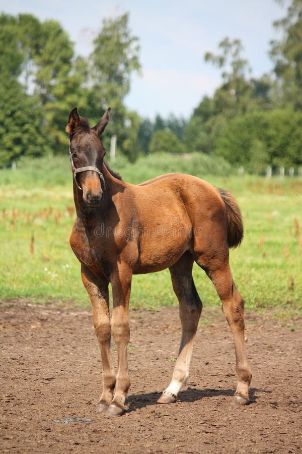Cute Small Foal Standing at the Pasture Stock Photo - Image of little ...