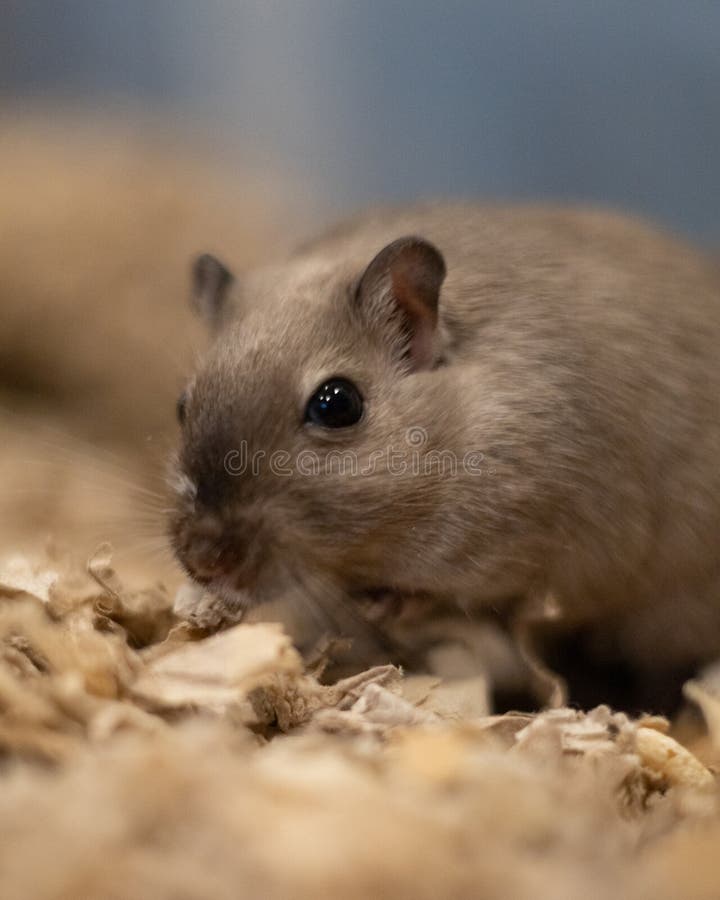 Cute Small Gerbil in the Sawdust in Its Cage Stock Photo - Image of ...