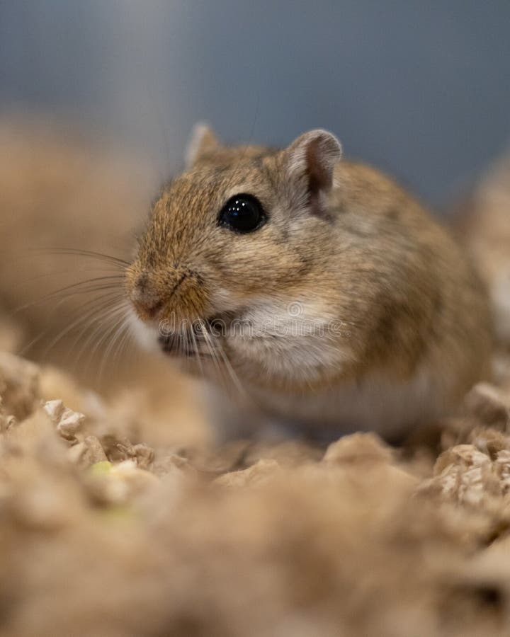 Cute Small Gerbil in the Sawdust in Its Cage Stock Photo - Image of ...