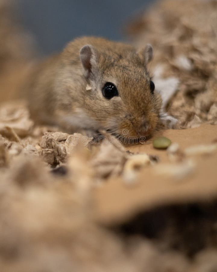 Cute Small Gerbil in the Sawdust in Its Cage Stock Image - Image of ...