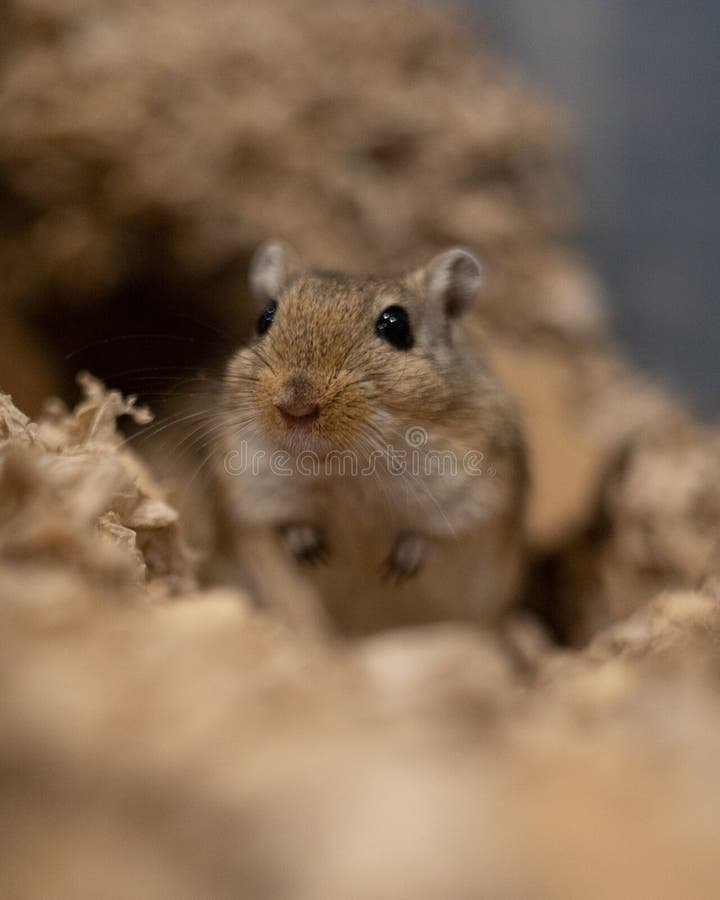 Cute Small Gerbil in the Sawdust in Its Cage Stock Image - Image of ...