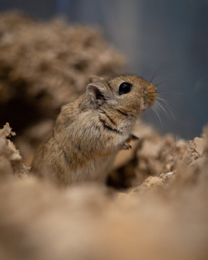 Cute Small Gerbil in the Sawdust in Its Cage Stock Image - Image of ...