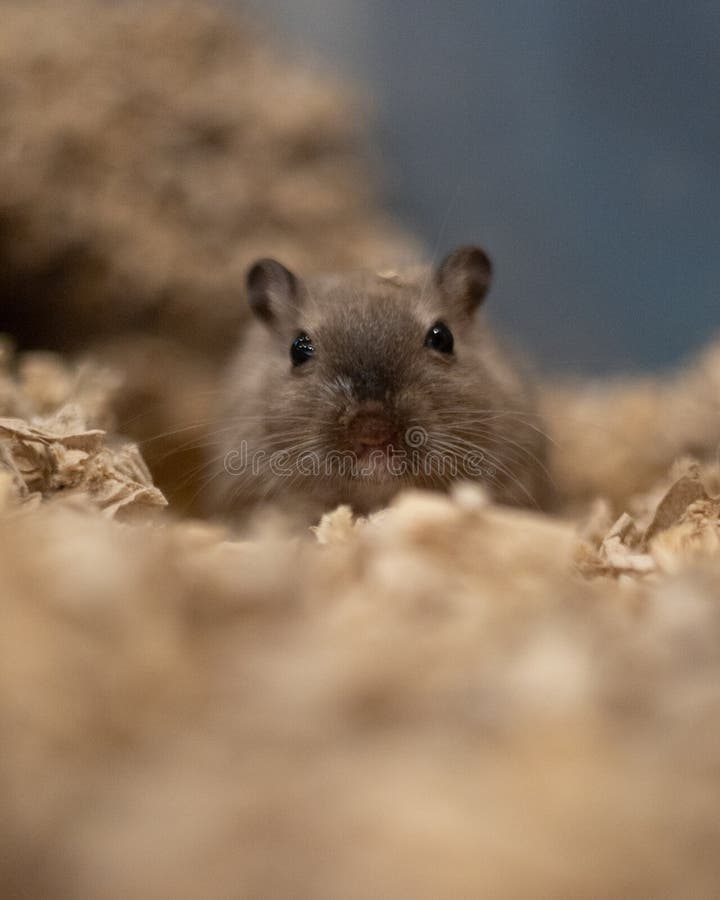 Cute Small Gerbil in the Sawdust in Its Cage Stock Photo - Image of ...