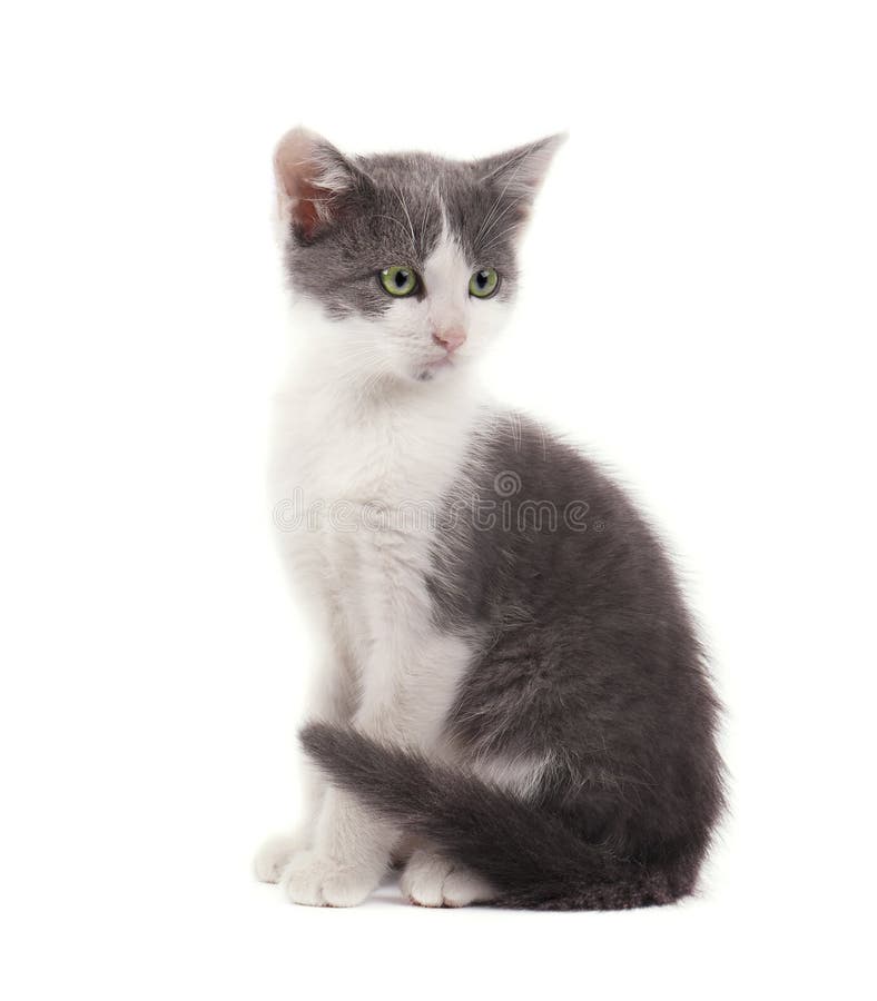 Cute Small Gray Kitty Isolated On White Background Stock Photo - Image ...