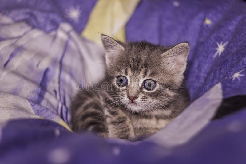 A Cute Small Grey Kitty Portrait Stock Image - Image of pets, pussycat ...