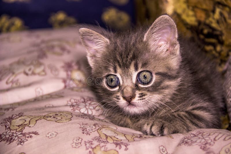 A Cute Small Grey Kitty Portrait Stock Photo - Image of beautiful, baby ...