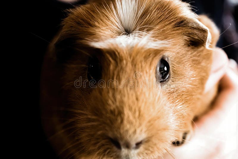 Cute Small Guinea Pig on Human Hands Stock Photo - Image of wildlife ...