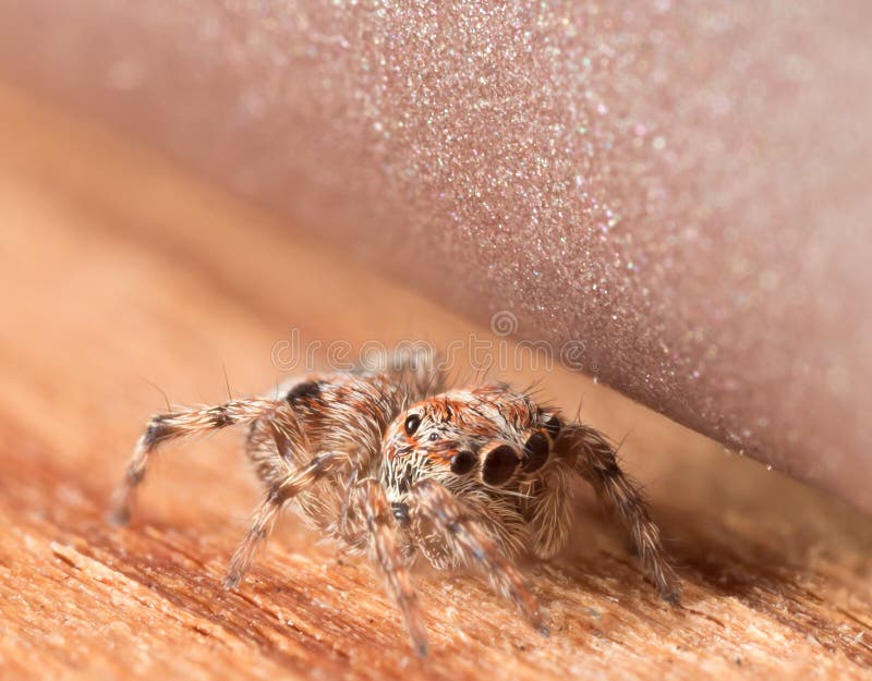 Cute Small Jumping Spider Hides on Wooden Surface Stock Image - Image ...