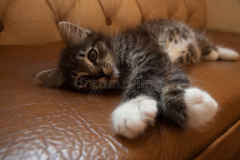 Cute Small Kitten Lying on Leather Couch Stock Image - Image of kitten ...