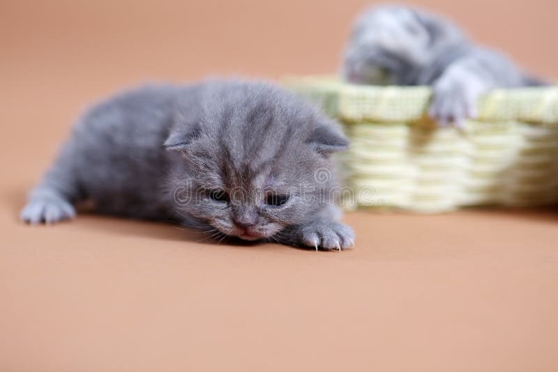 Cute small kitten stock image. Image of newly, breed - 55940845