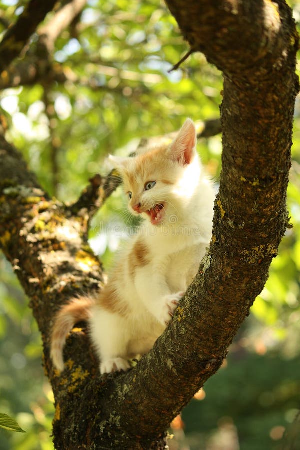 Cute Small Kitten Climbing Tree Branch in Summer Stock Image - Image of ...