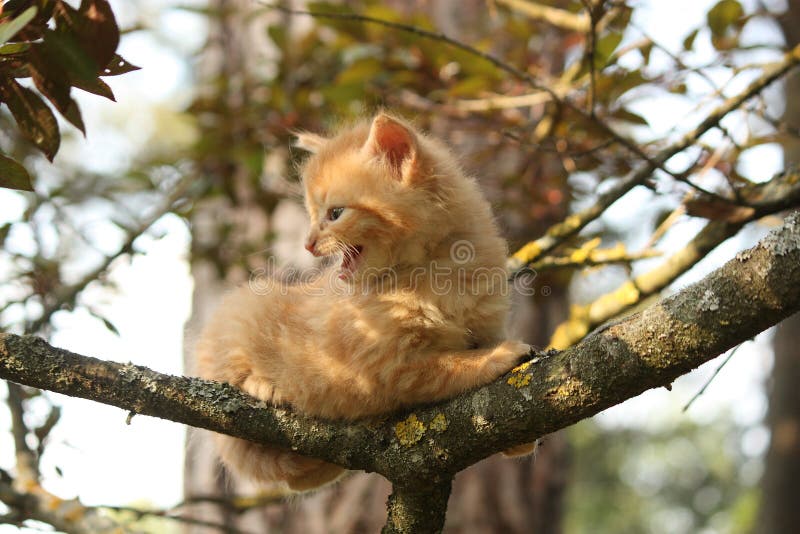 Cute Small Kitten Climbing the Tree Stock Image - Image of kitty ...
