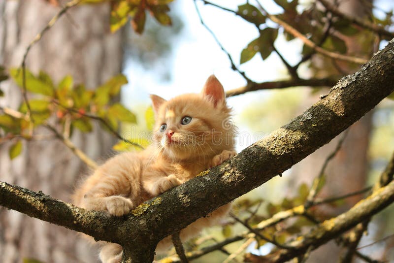 Small Cute Kitten Climbing the Tree Stock Image - Image of kitty ...