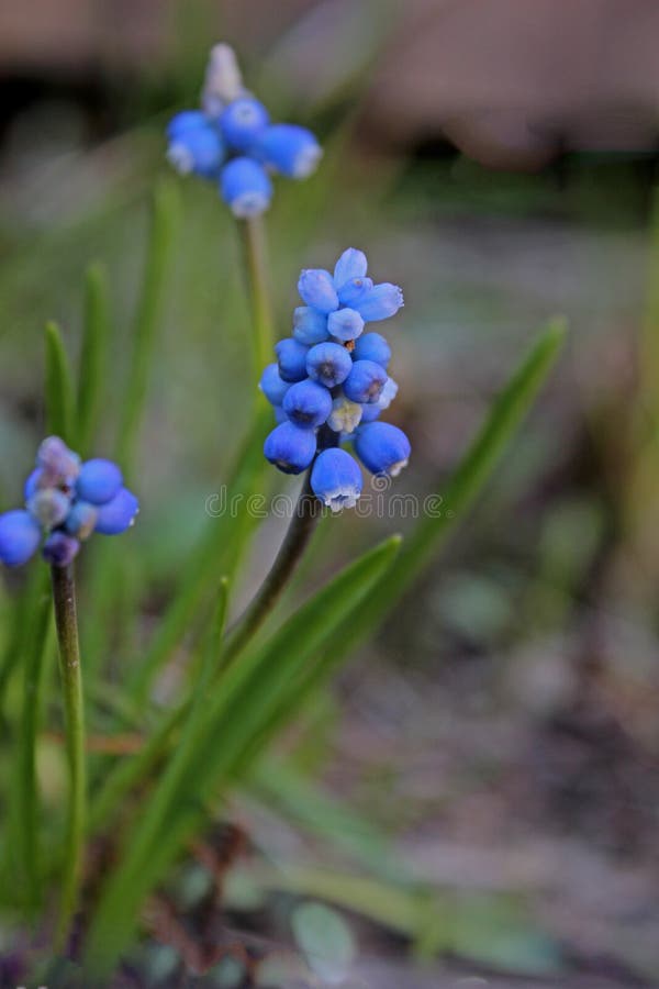 Cute and Small Light Blue Flower Stock Image - Image of japan, garden ...