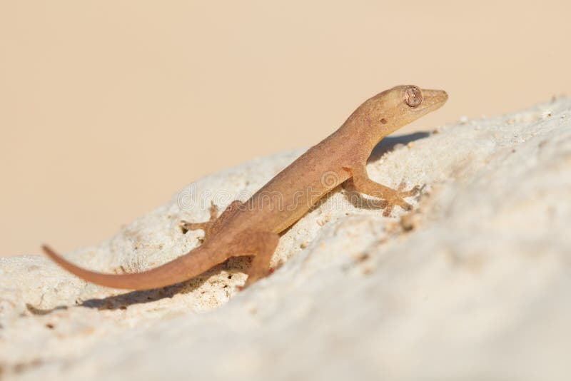 Cute small lizard on rock stock image. Image of nature - 26114673