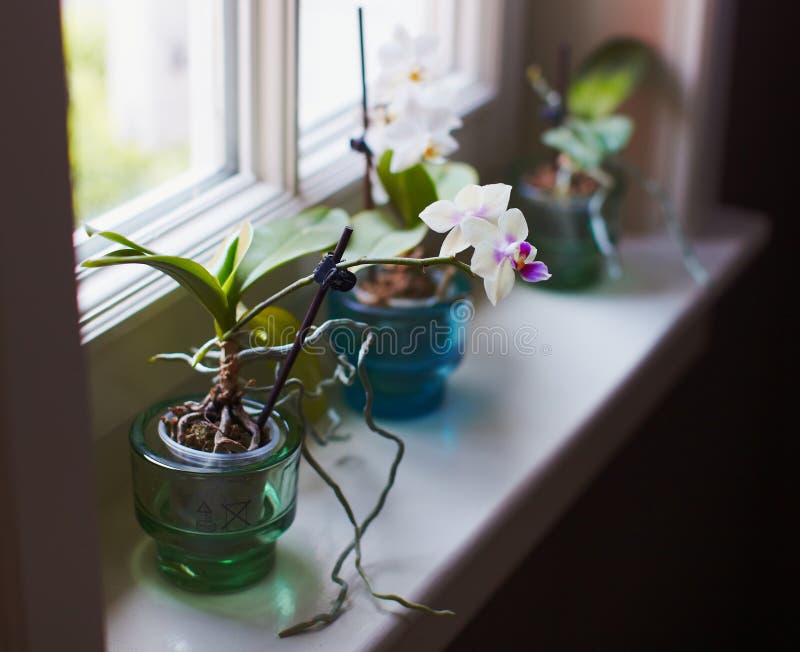Cute Small Mini Orchids on Window Stock Image - Image of miniature ...