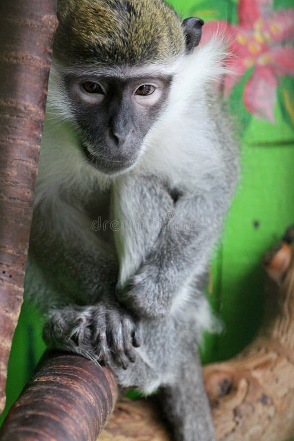 128 Monkey Behind Glass Stock Photos - Free & Royalty-Free Stock Photos ...