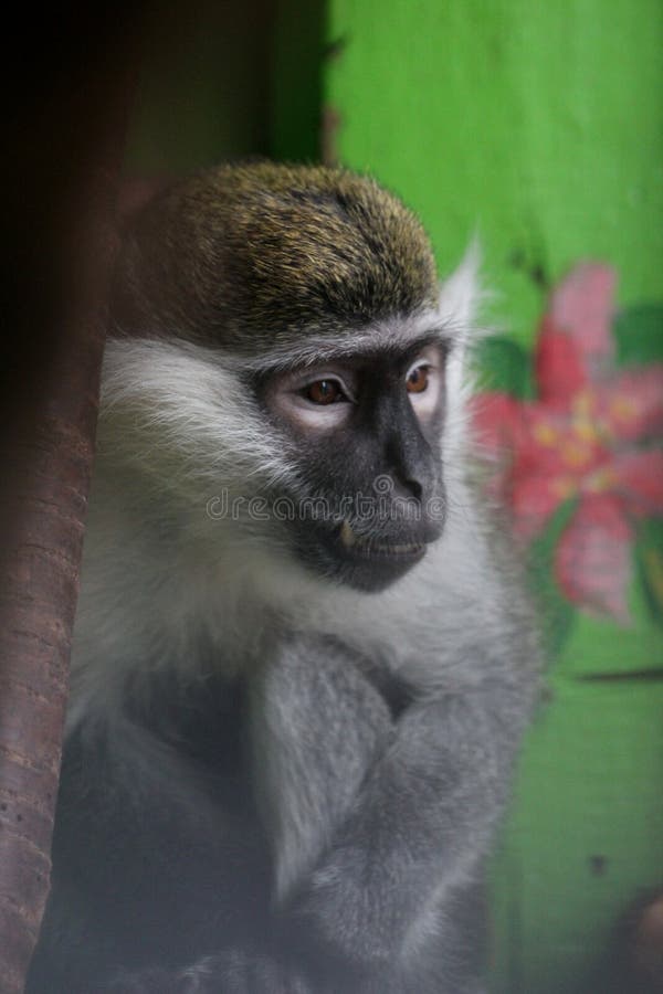 128 Monkey Behind Glass Stock Photos - Free & Royalty-Free Stock Photos ...