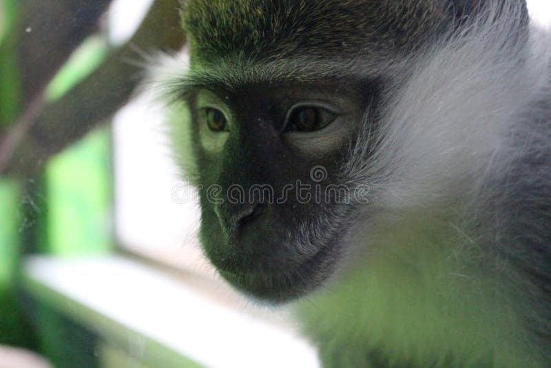Cute Small Monkey Observing Something Behind Glass Stock Photos - Free ...