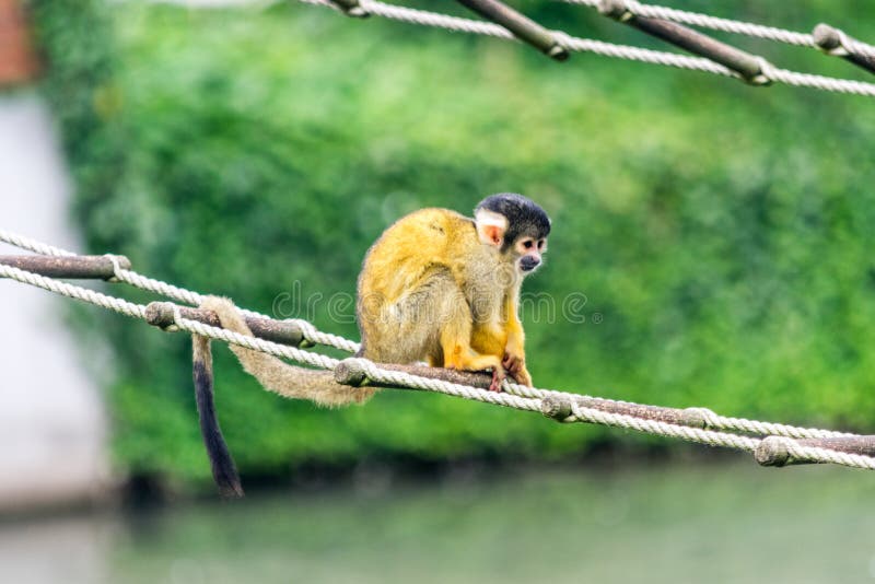Monkey Ladder on a Mast of a Construction Work Barge Stock Photo ...